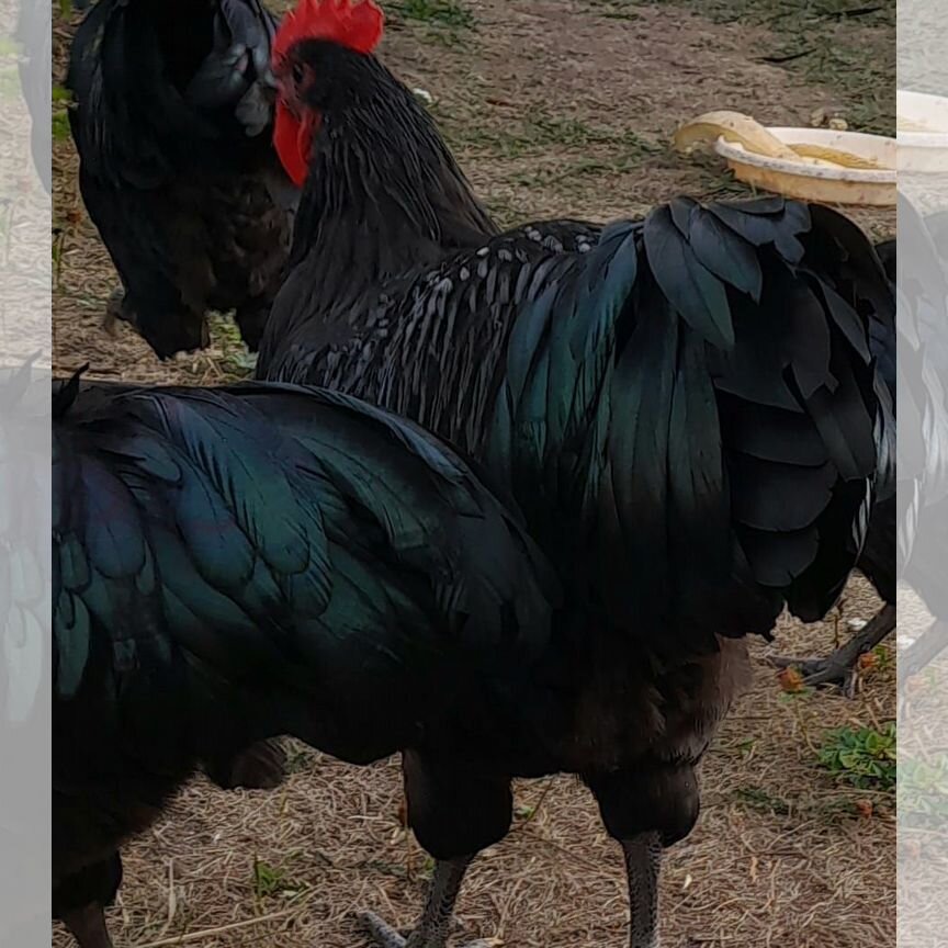 Породные Петухи