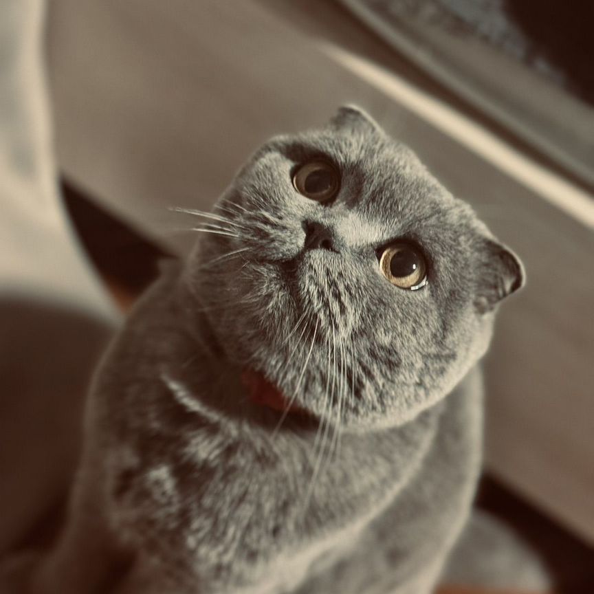 Британская