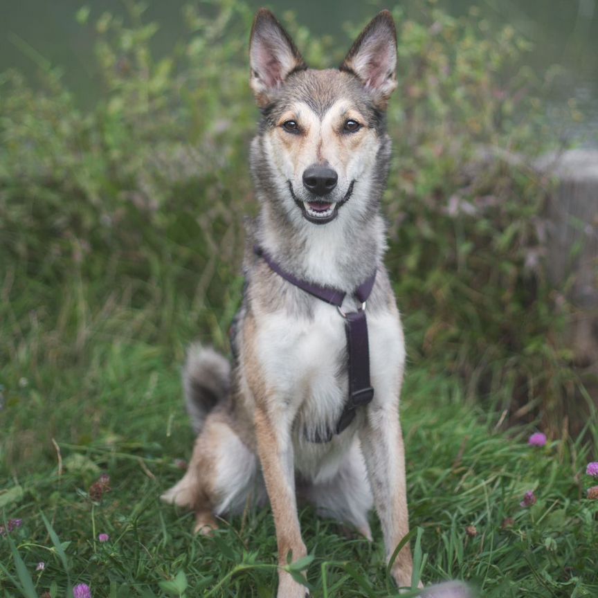 Собака из приюта в добрые руки