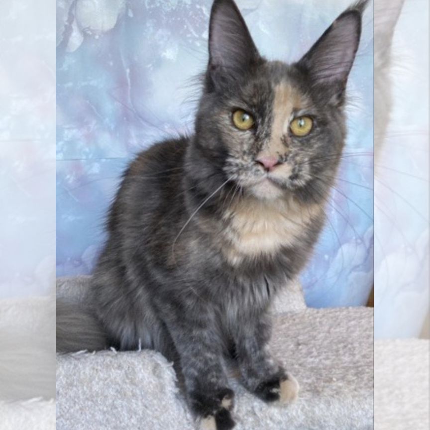 Мейн-кун котёнок