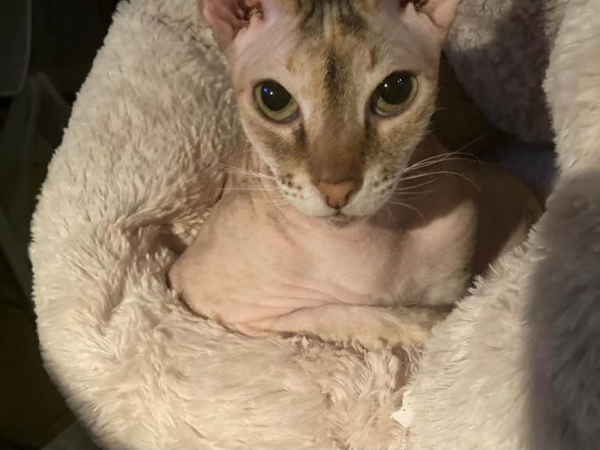 Донской сфинкс в добрые руки