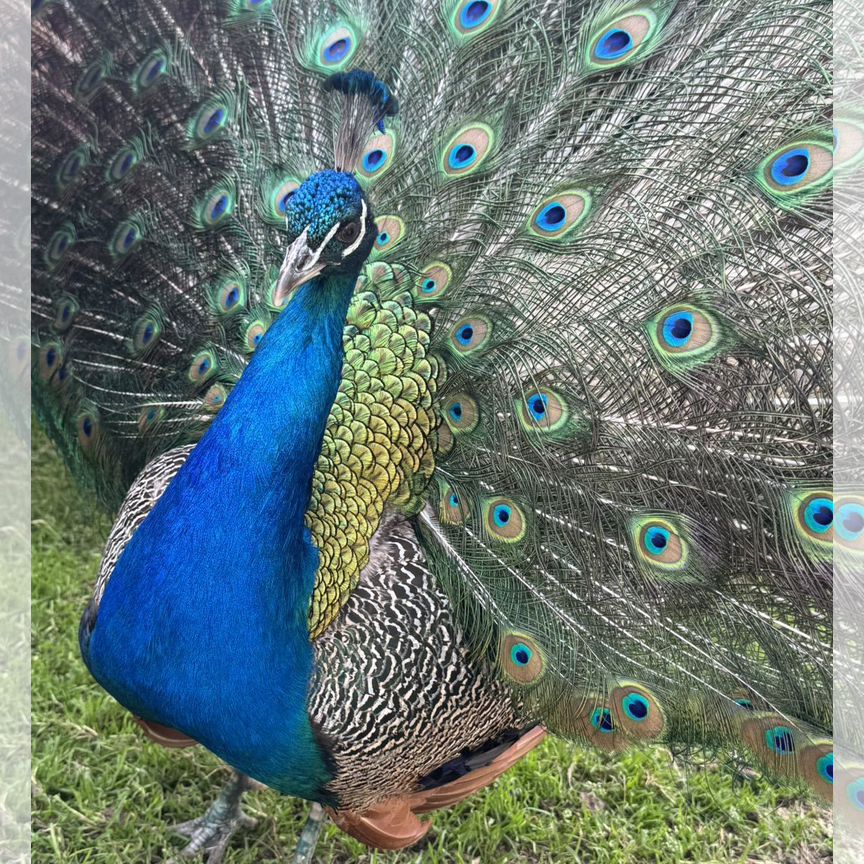 Павлин индийский (синий) самец 23г