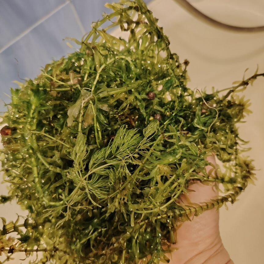 Трава для аквариума