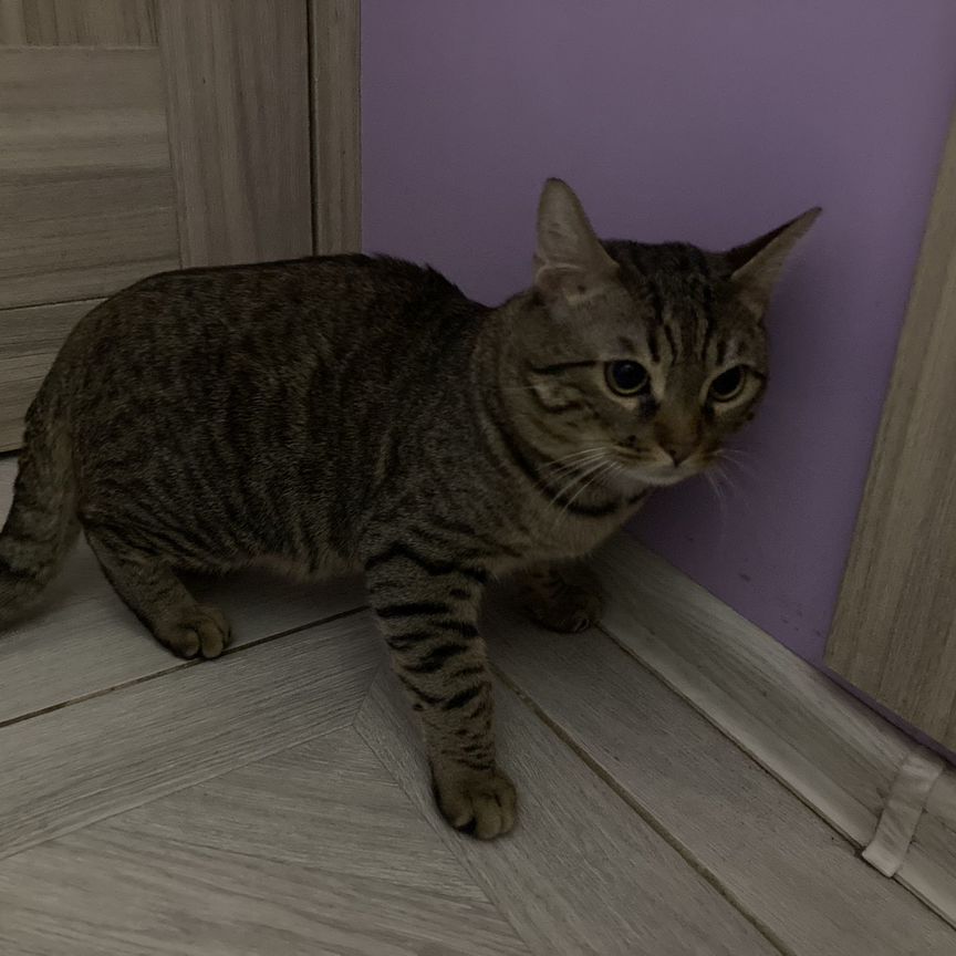 Котик 1 год
