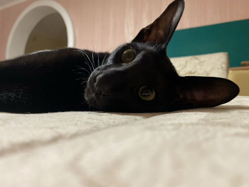 Ориентальная в добрые руки