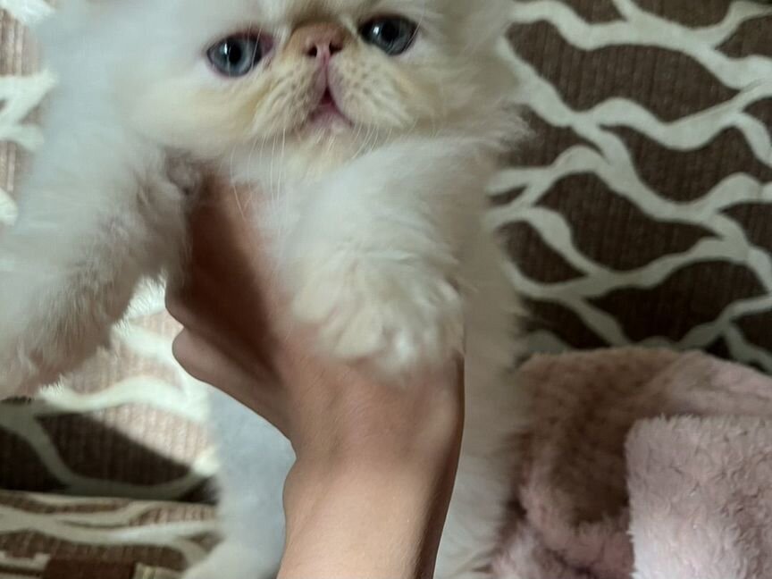 Персидские и экзоты