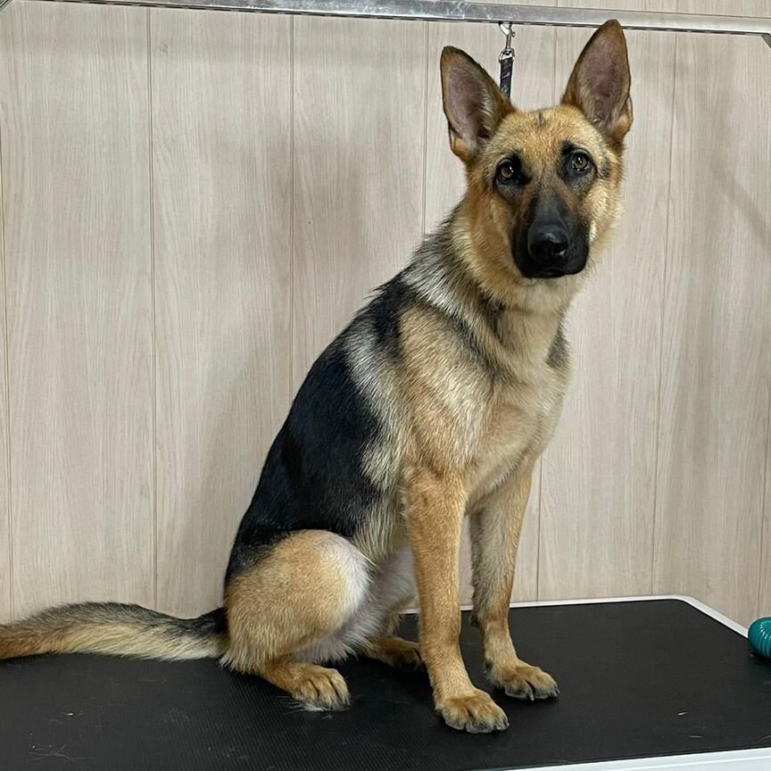 Овчарка ищет дом 1,5 года