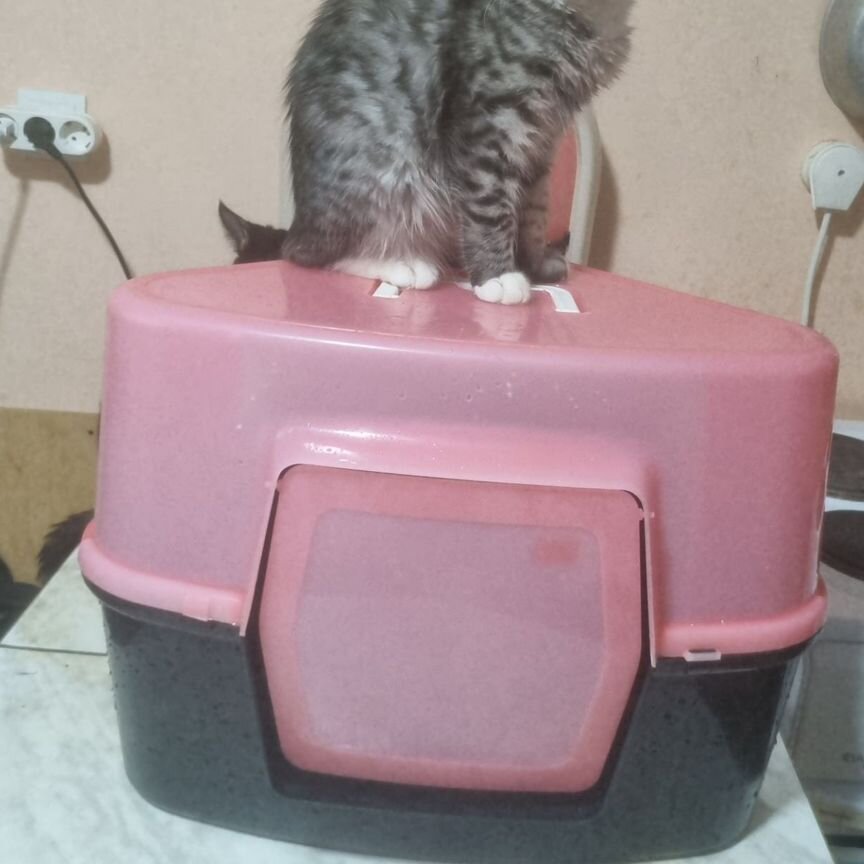 Закрытый угловой лоток для кошек
