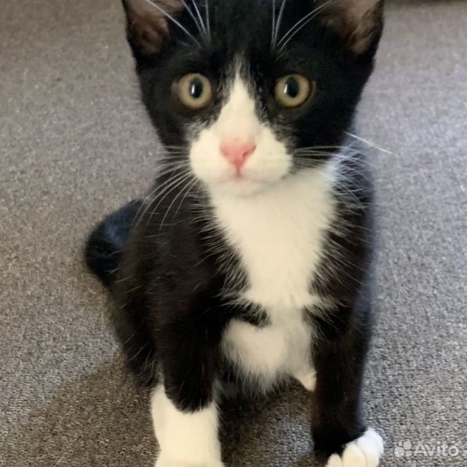 Котенок из рекламы Феликс