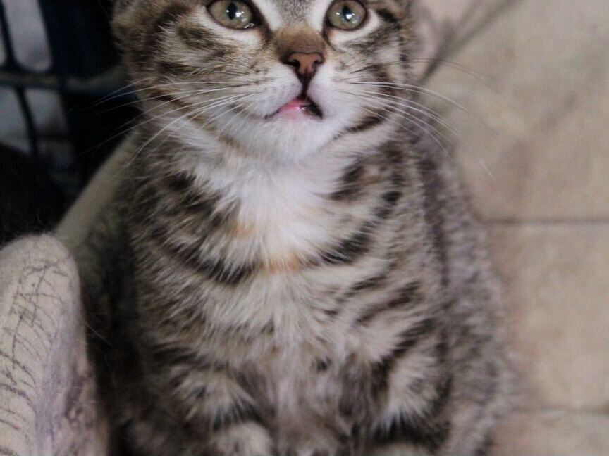 Котенок девочка Рыська