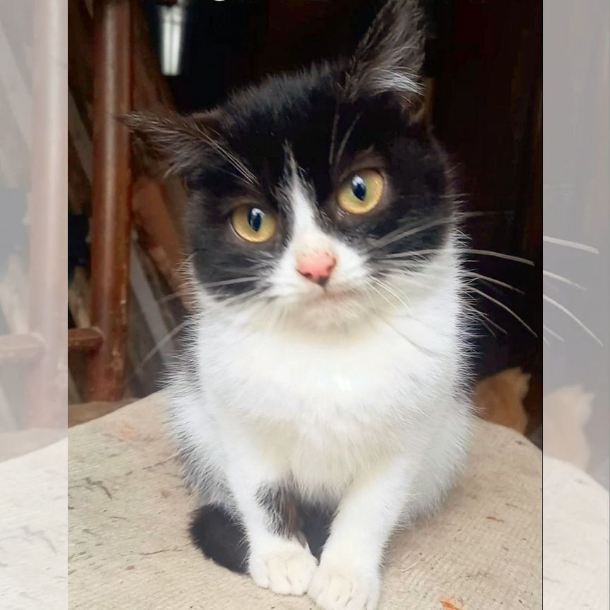 Котята