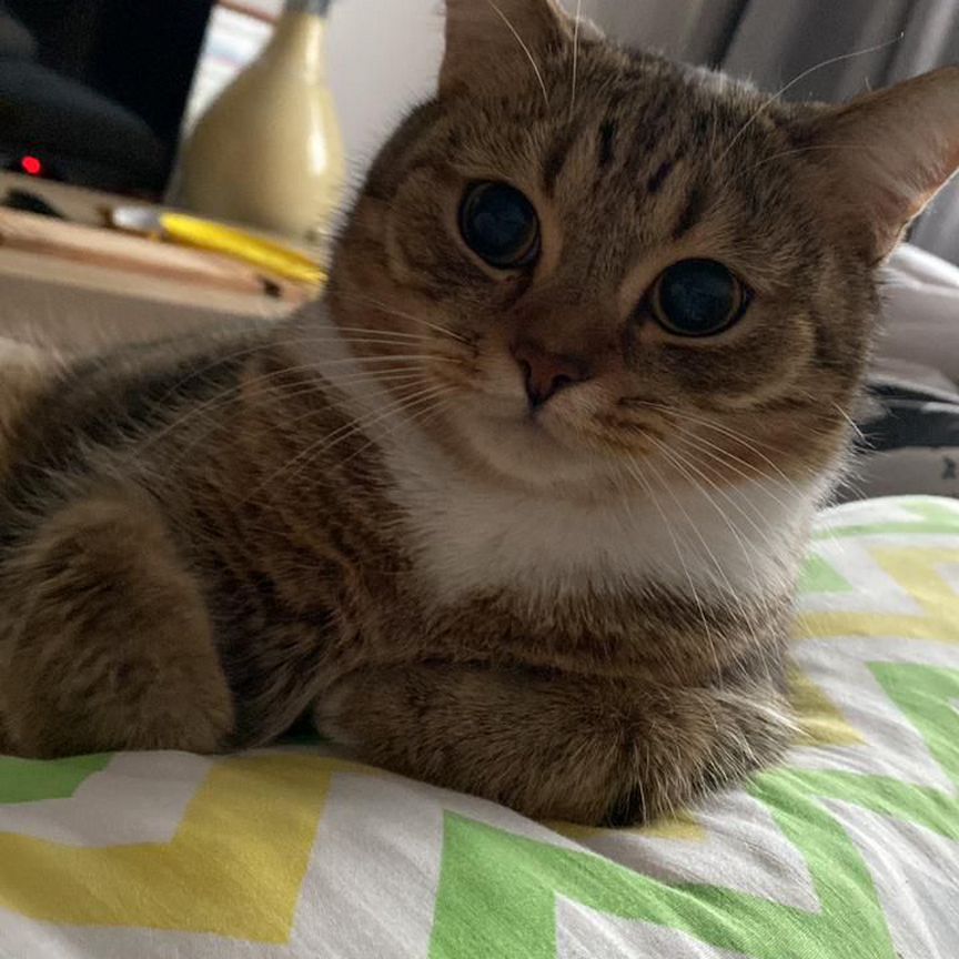 Котик в добрые руки