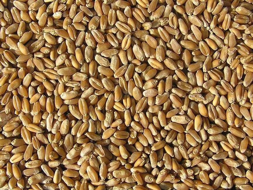 Пшеница. Овес. Горох. Ячмень продаю урожай 2023