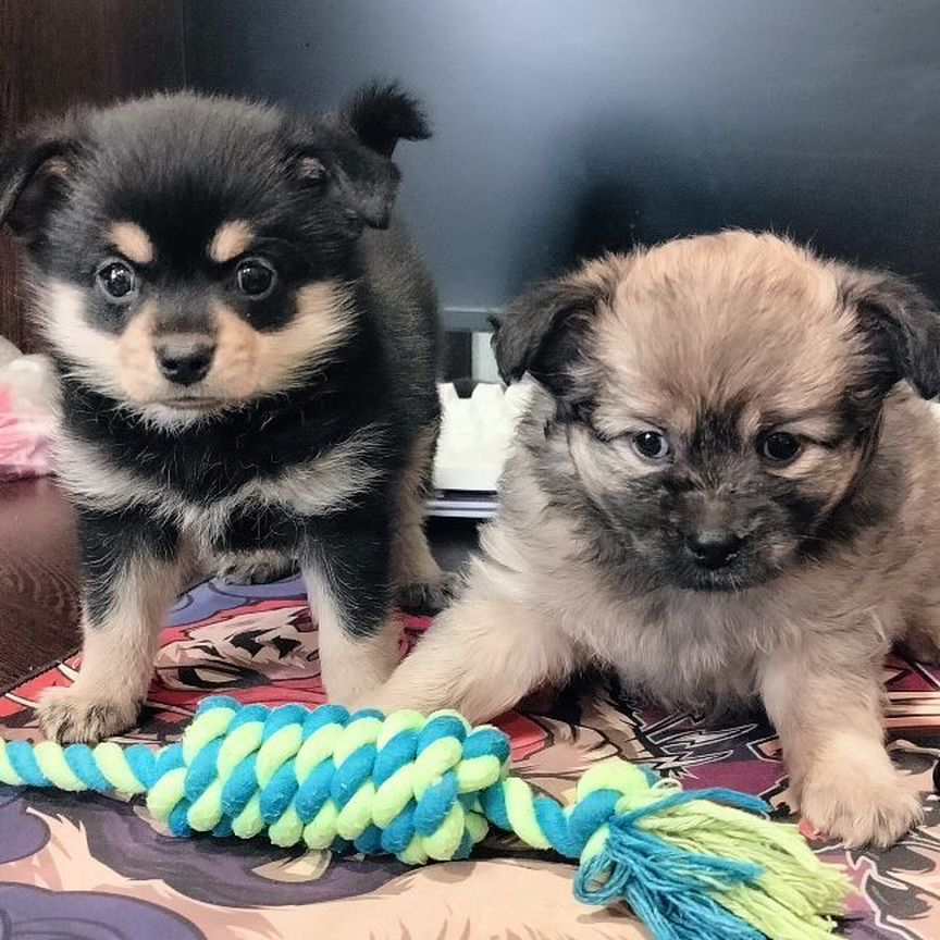 Щенок от частного владельца