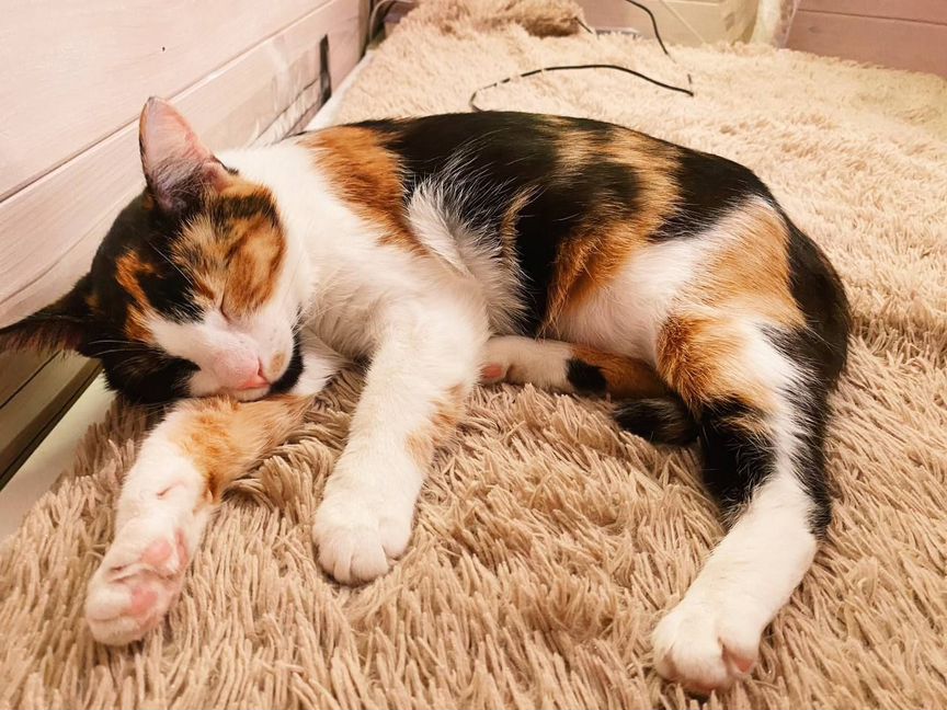 Прасковья Кошка в добрые руки