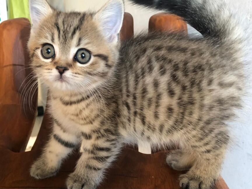 Британский котенок