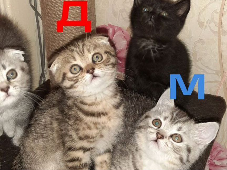 Шотландские котята