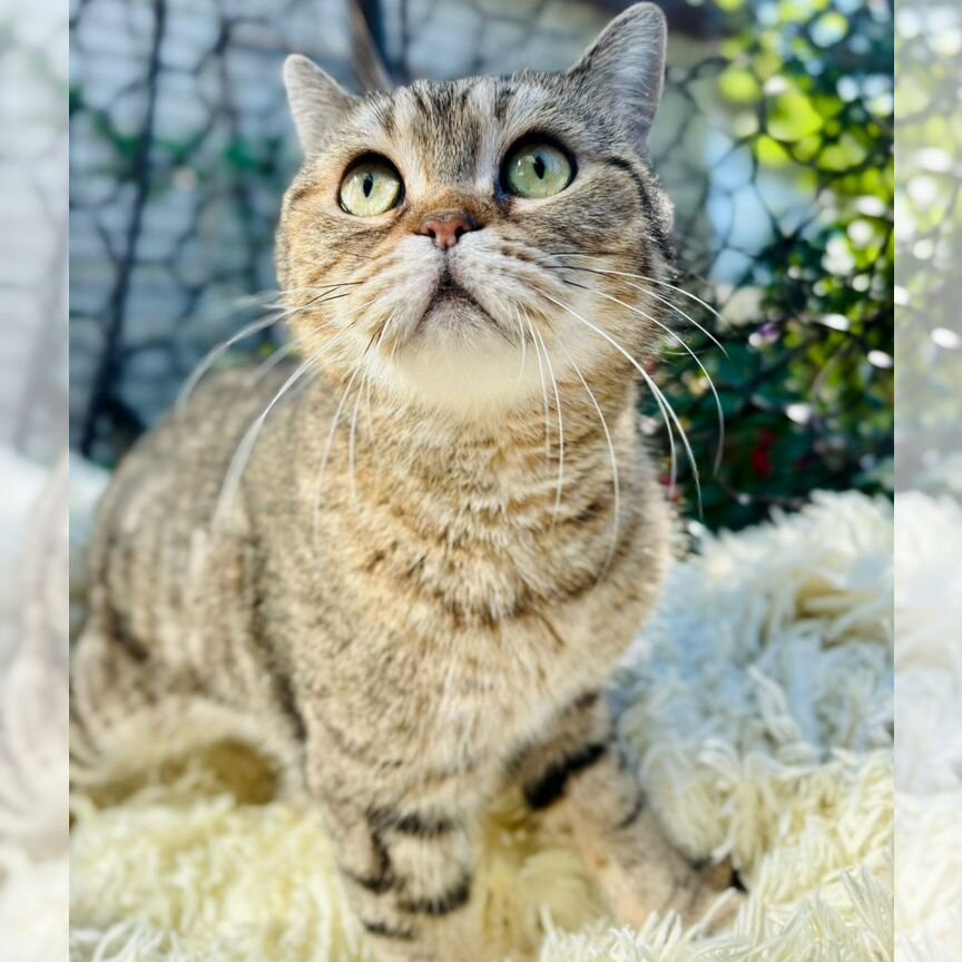 Метис экзота