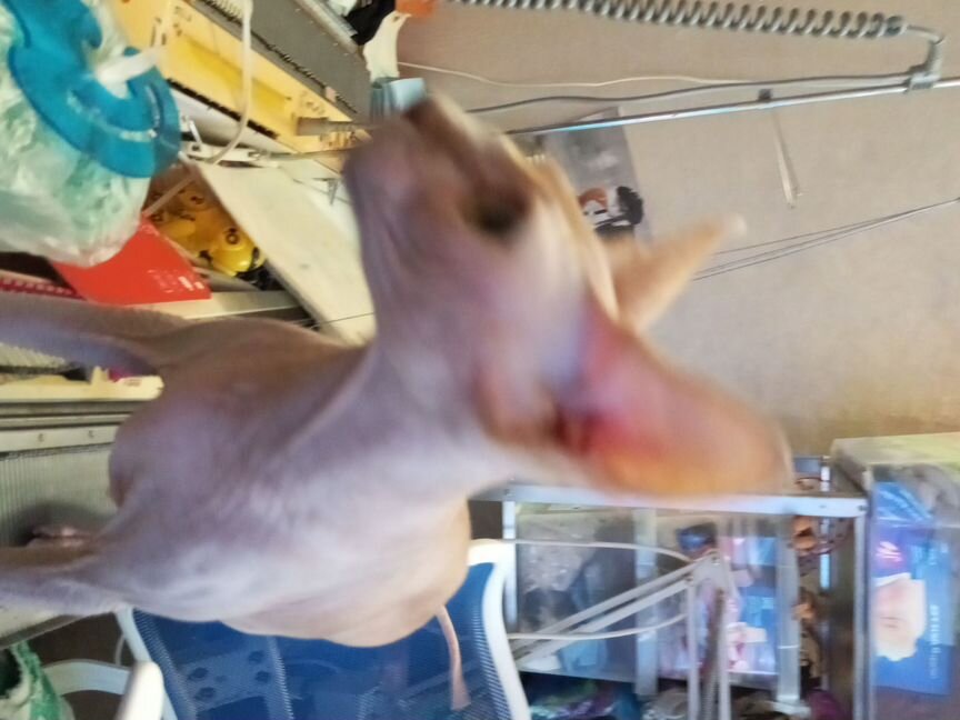 Канадский сфинкс