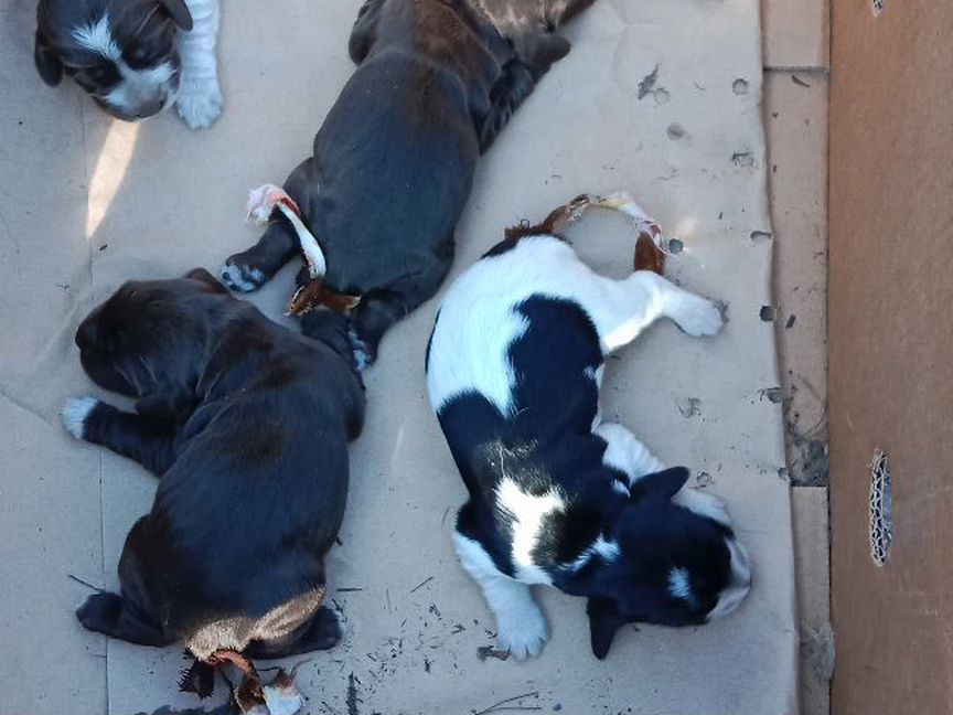 Щенки русского охотничего спаниеля