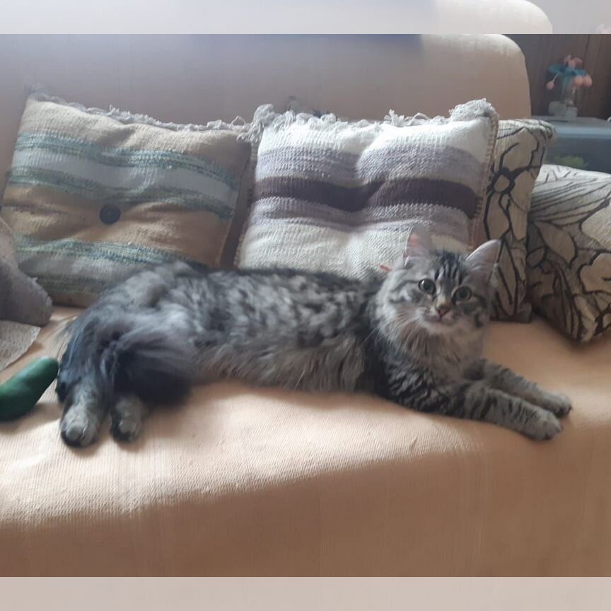 Кошка муся в добрые руки