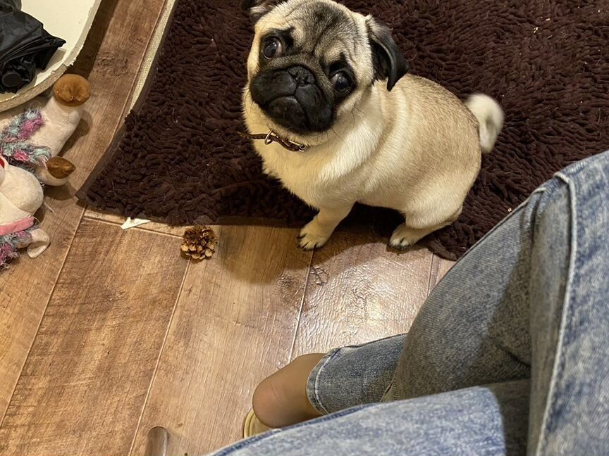 Мопс в добрые руки