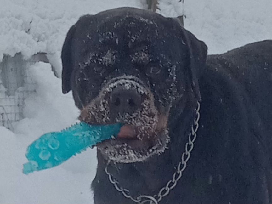 Собака ротвейлер