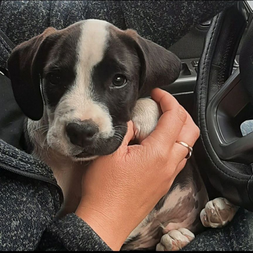 Стаффордширский терьер