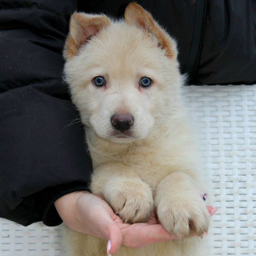 Немецкая овчарка, щенок