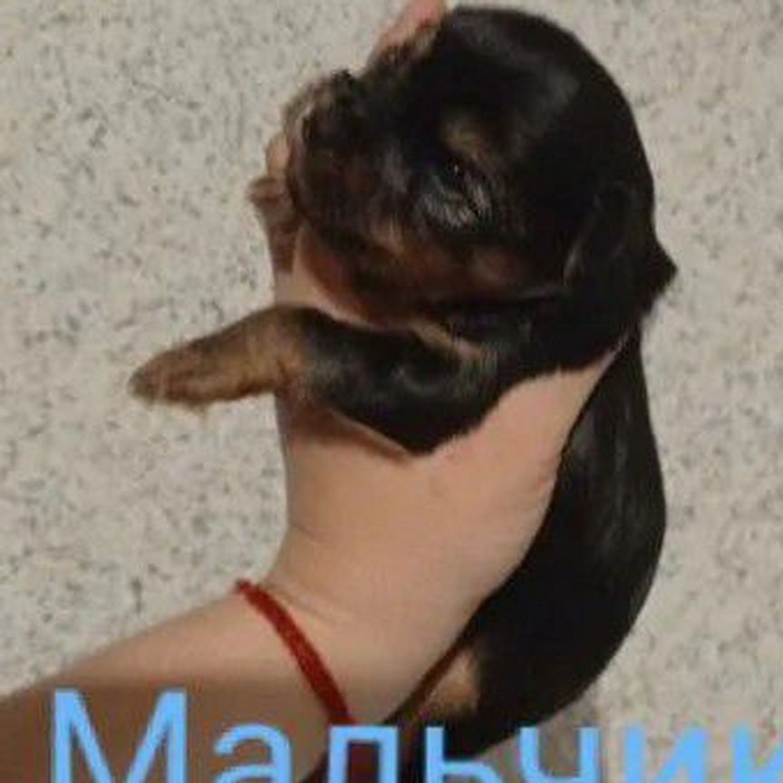 Йоркширский терьер, щенок