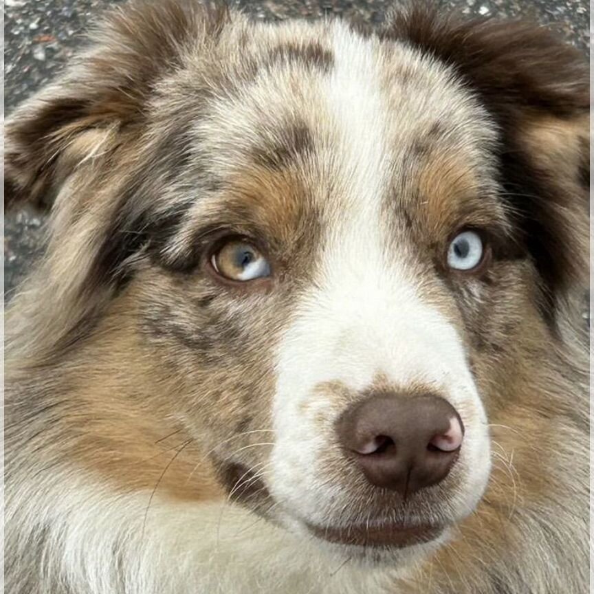 Миниатюрная американская овчарка, взрослый пёс