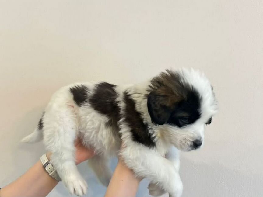 Щенки московская сторожевая