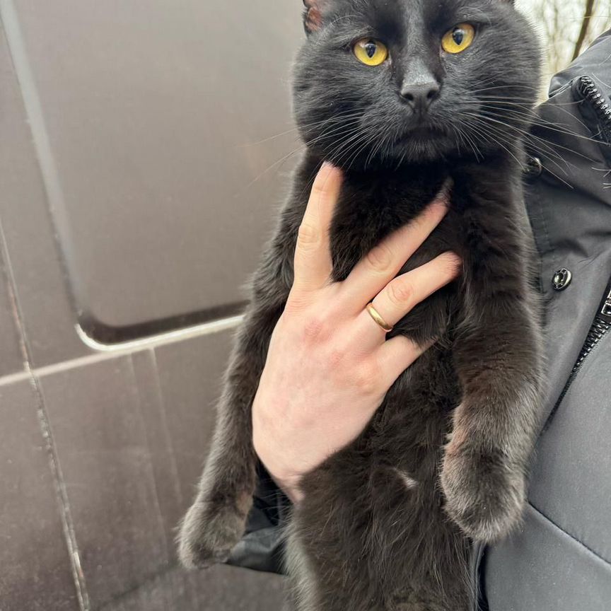 Котик в добрые руки