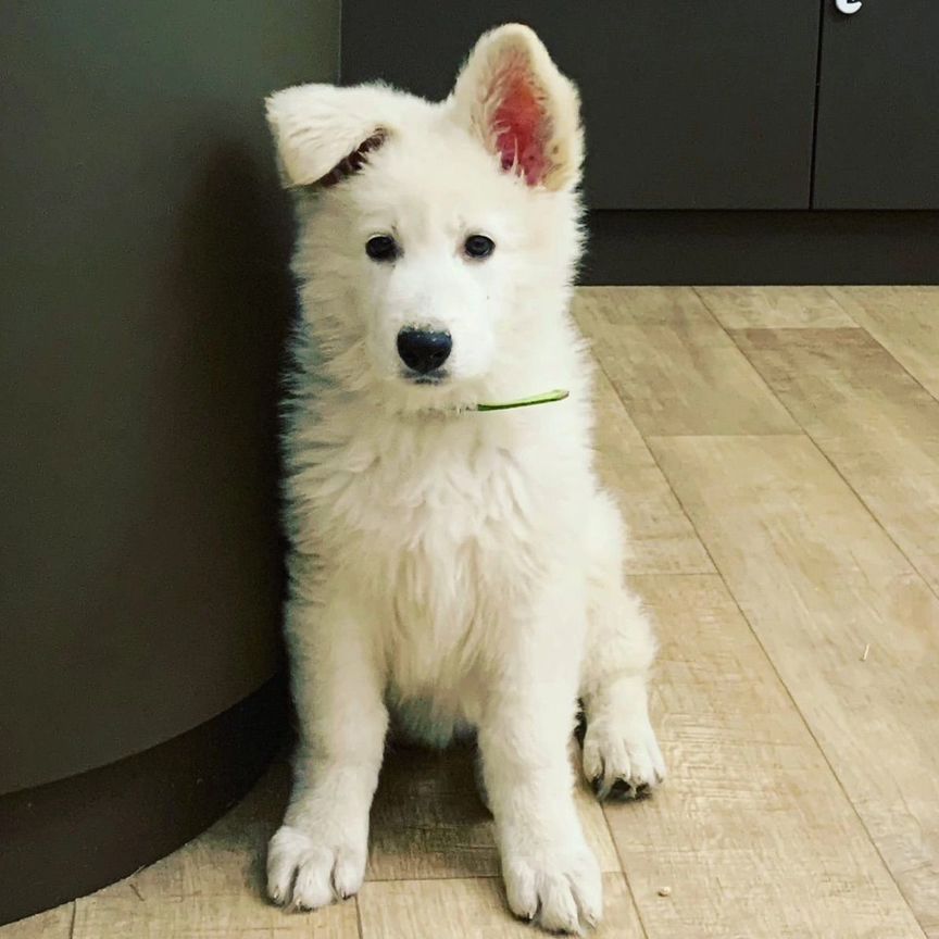 Швейцарская овчарка