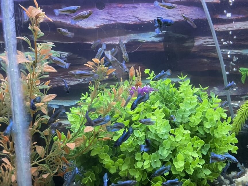 Рыбка петушок