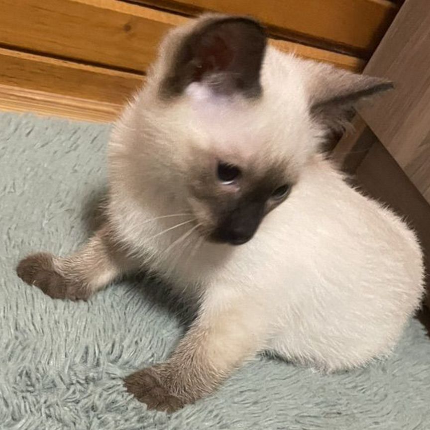 Тайский котёнок