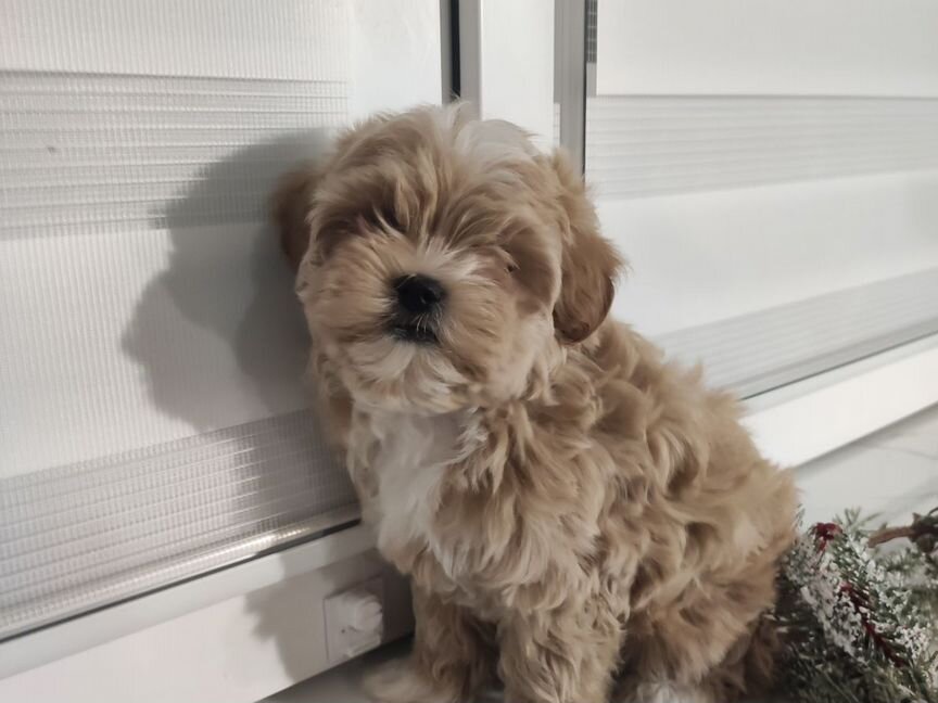 Мальтипу f1 mini