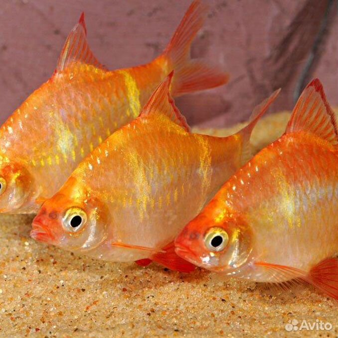 Барбус Суматранский Золотой (арт 2114)