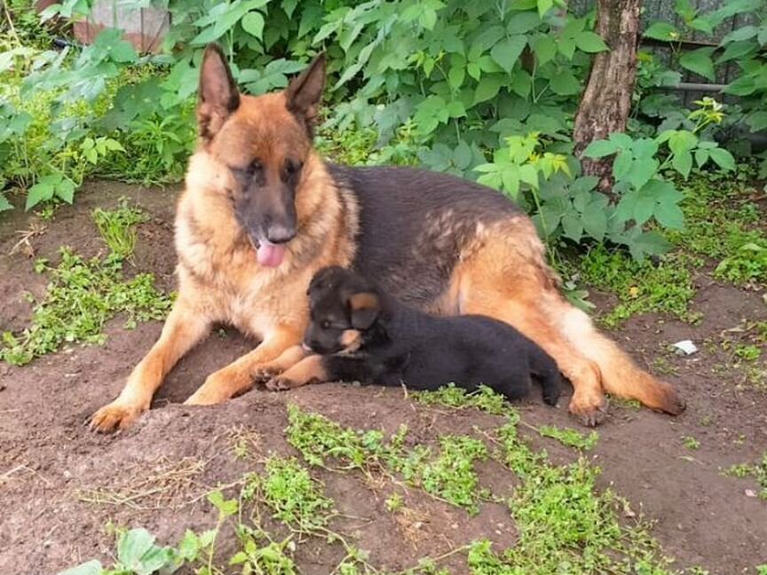 Щенки немецкой овчарки