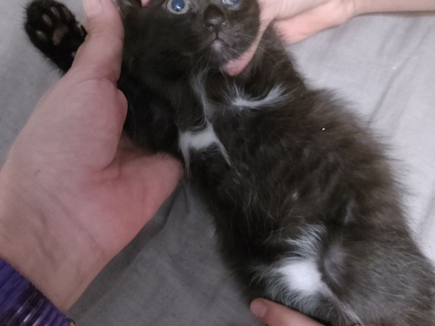Котик за рубль