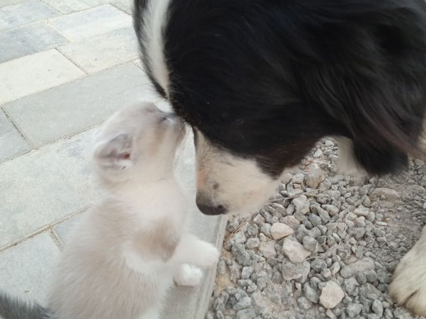 Котятки в хорошие руки