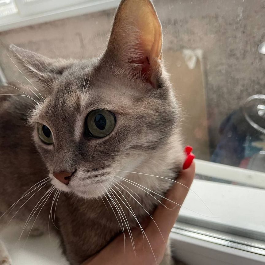 Кошечка в добрые руки