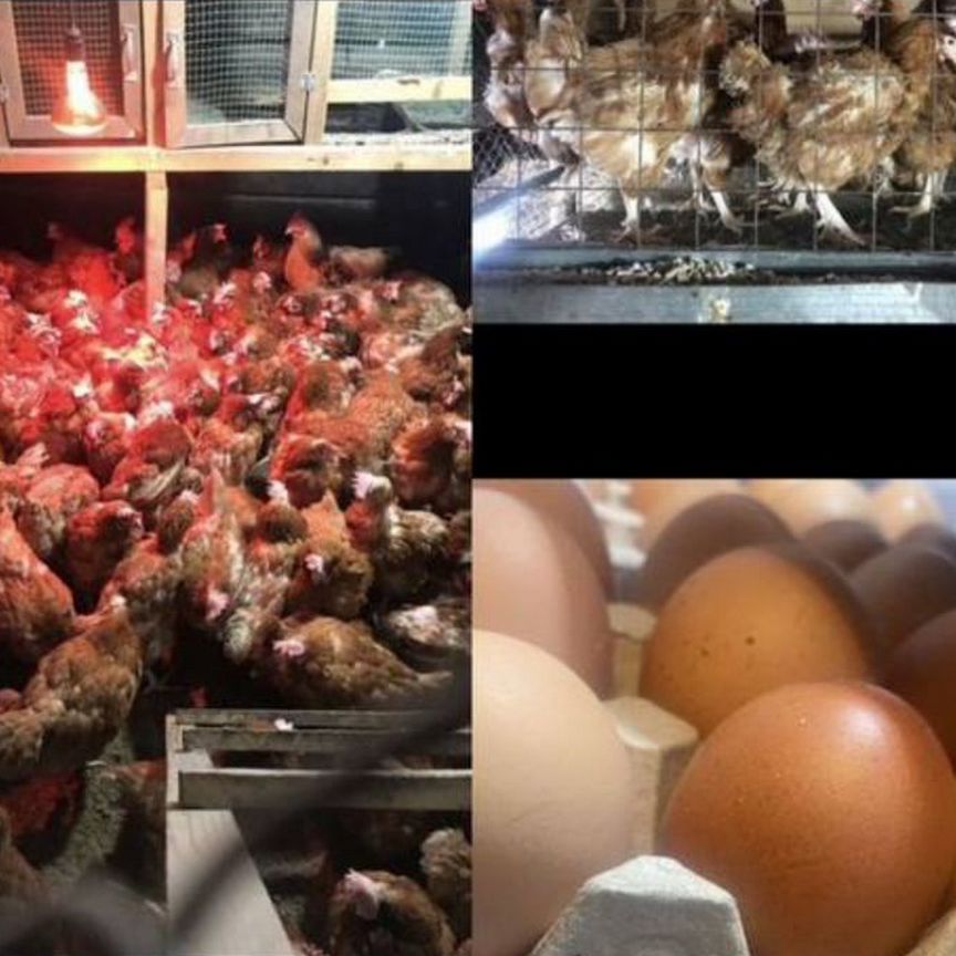 Куры несушки