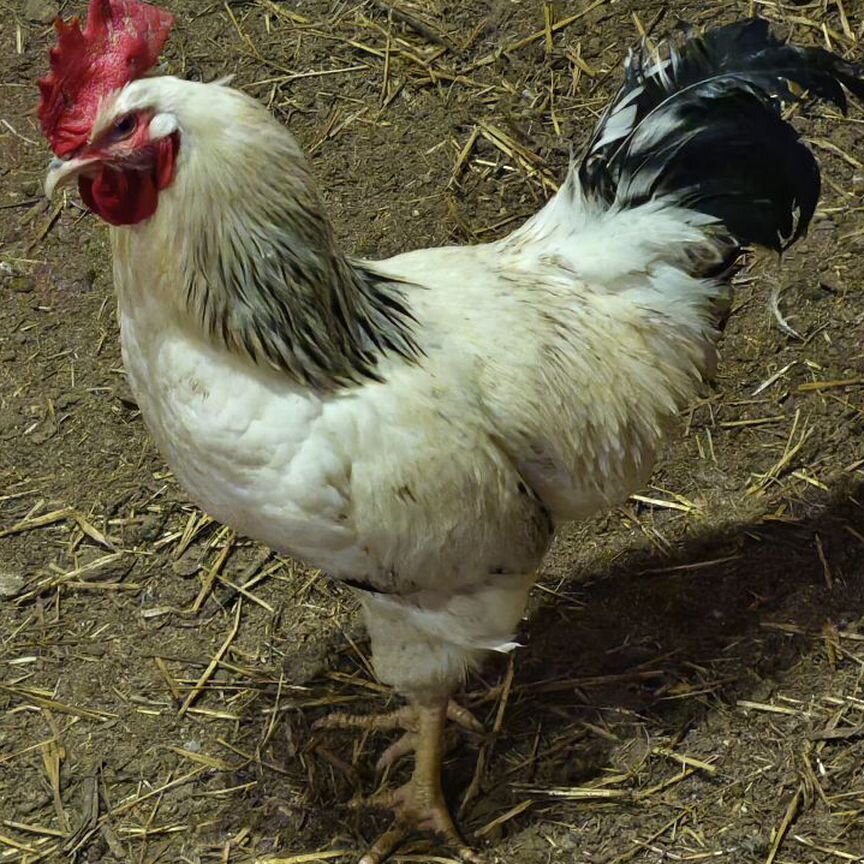 Петух молодой