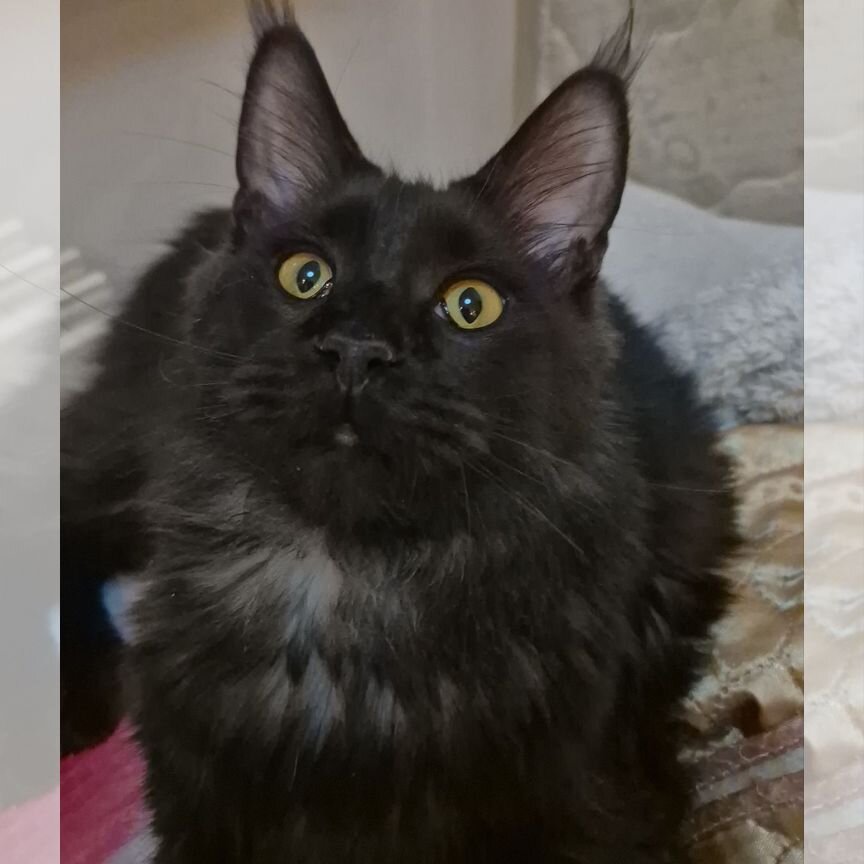 Мейн-кун котёнок