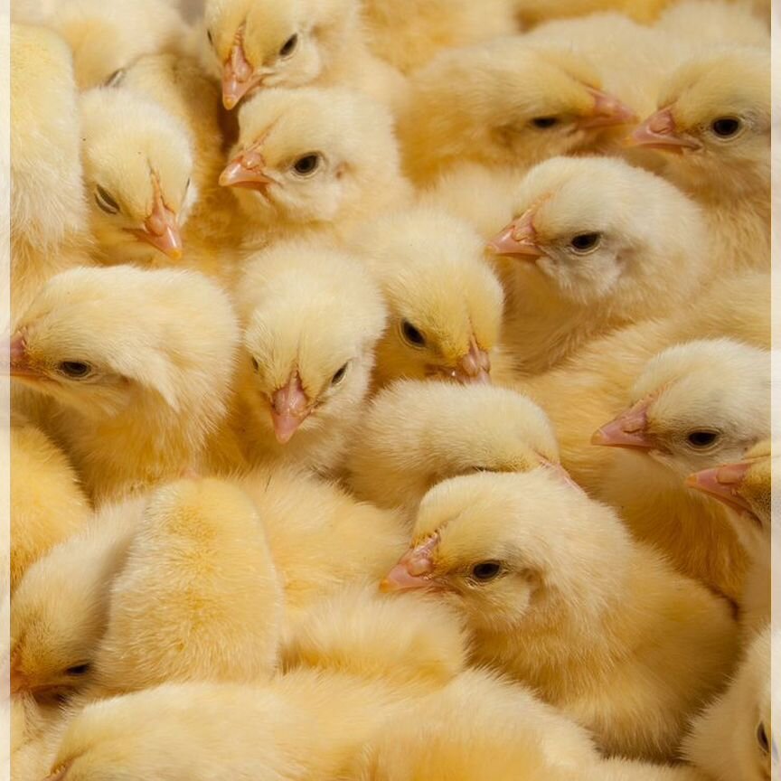 Цыплята Кобб 500 Испания Miquel Avicola