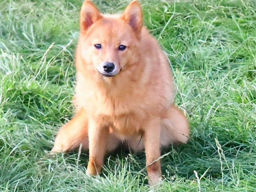 Карело-финская лайка подрощенная сука