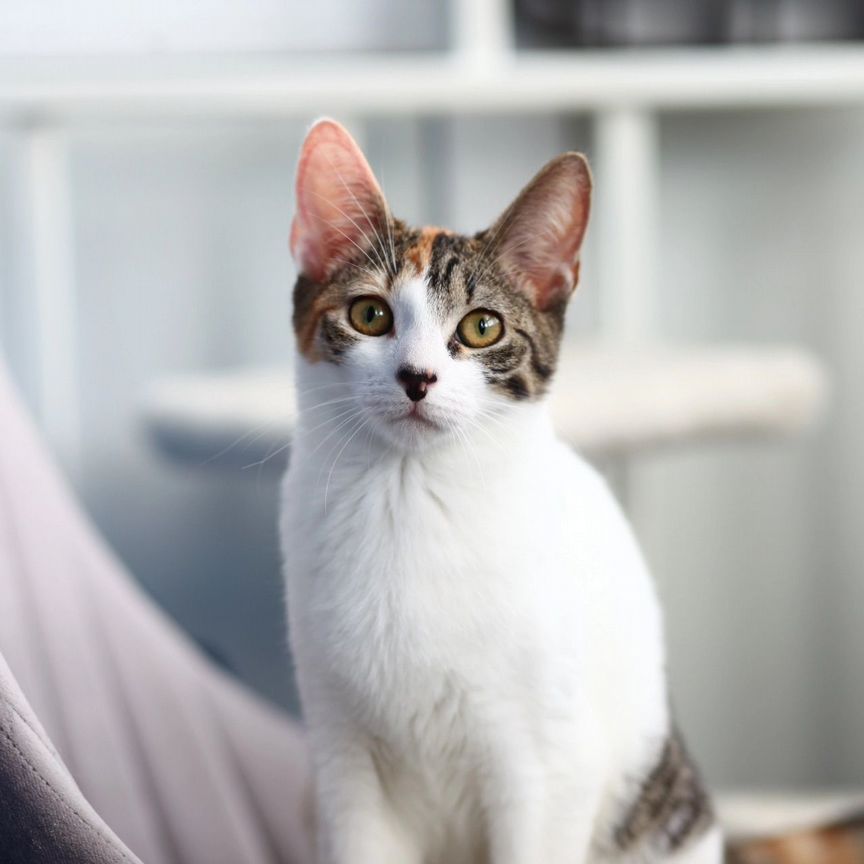 Котенок девочка 4 мес