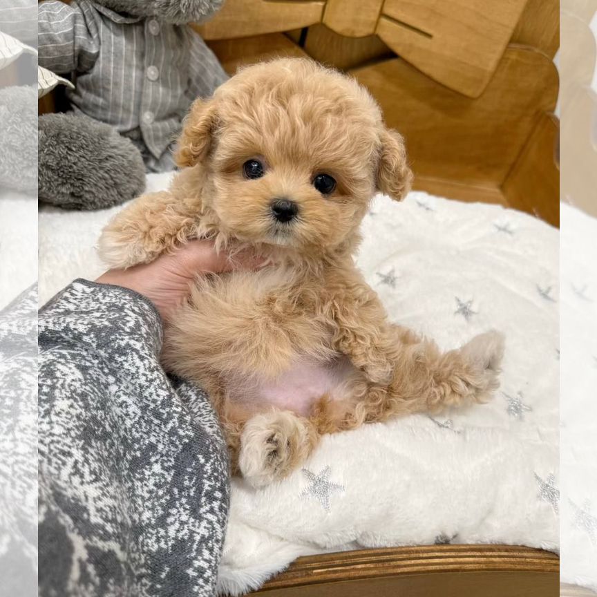 Мальтипу, щенок