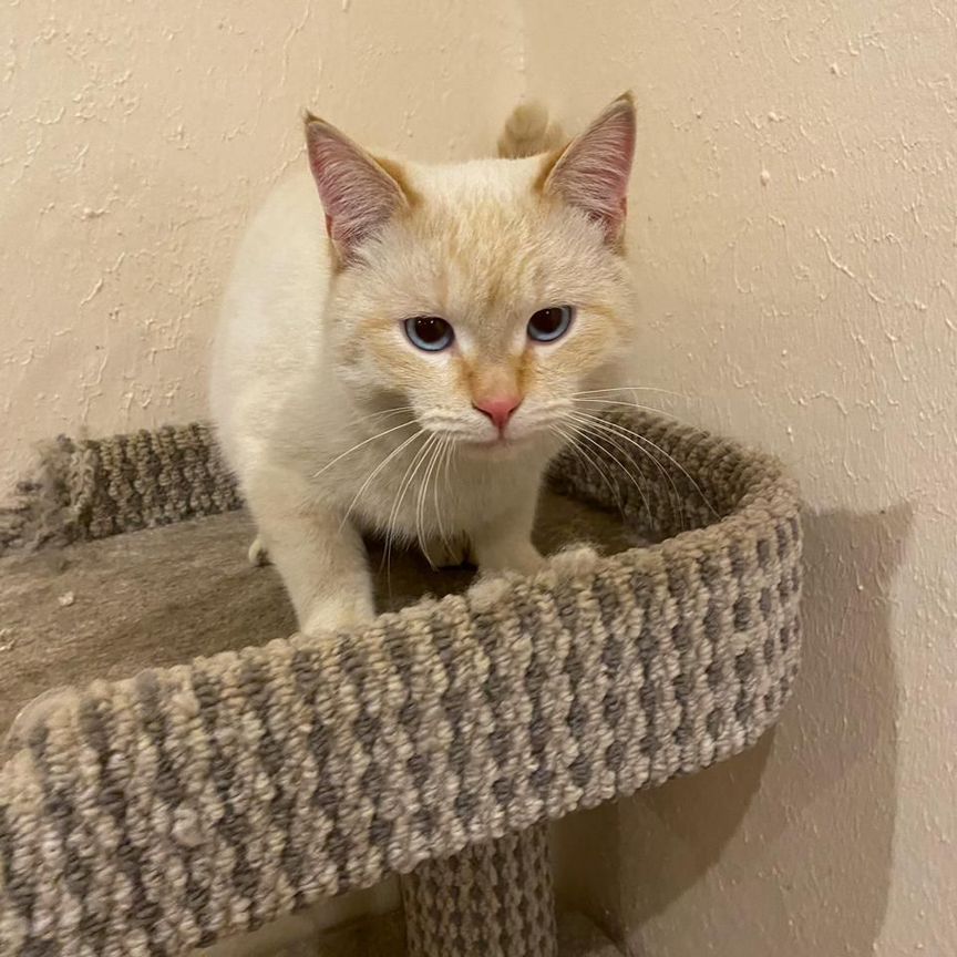 Ищет домик котик Крендель